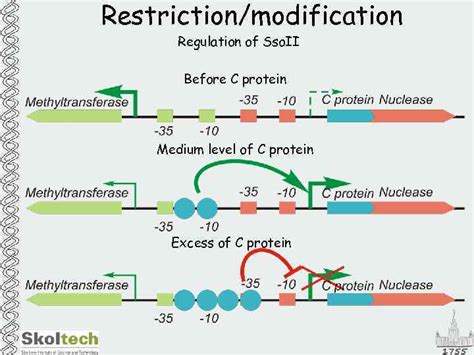 Msu Skol Tech Restriction Modification Restriction Modification Restriction