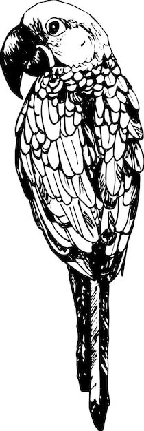 Premium Vector Sketch Tropical Parrot