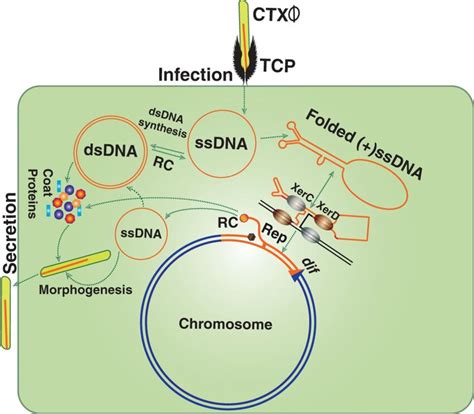 Diagram Showing Key Steps In The Life Cycle Of Ctxϕ The Phage