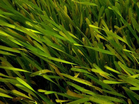 Seagrass Awareness Month Fish And Wildlife Foundation Of Florida
