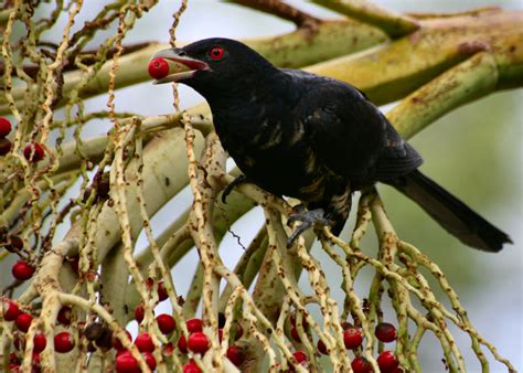 Eastern Koel Climatewatch Australia Citizen Science App