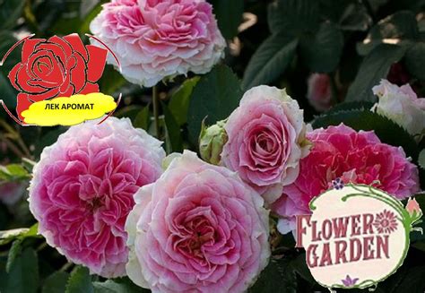 РОЗИ ВЛАЧЕЩИ 46 - rosesplants.com