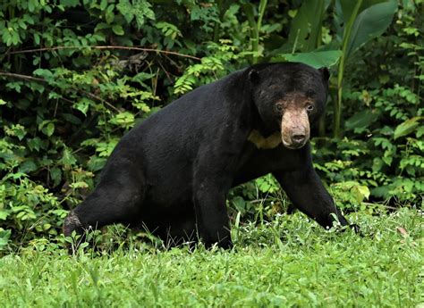 Helarctos Malayanus Sun Bear — Coke Smith Wildlife