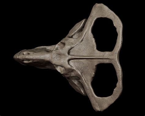 Protoceratops Skull 3d Model 3d Printable Cgtrader