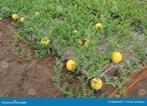 Yellow Rind Watermelon Cultivation Stock Image Image Of Ingredient