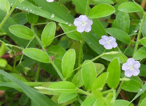Evolvulus Alsinoides Leon Levy Native Plant Preserve