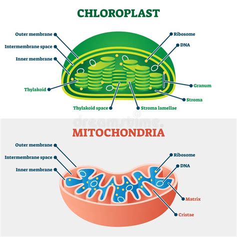 叶绿体结构、手绘生物学方案 向量例证 插画 包括有 宏指令 空白 教育 外面 课程 工厂 现有量 183516363