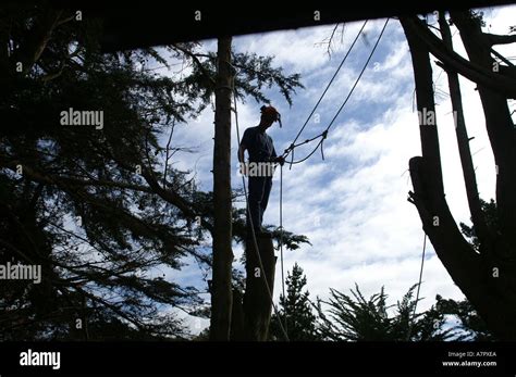 Tree Surgeon Up A Tree Organising His Safety Ropes Landscape Stock Photo Alamy
