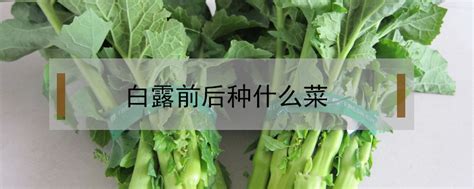 芥蓝 兰 菜的图片 芥蓝和菜心的区别图 芥兰的功效与作用 鲜淘网