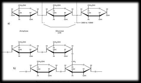 1 Structure Of Linear Amylose A And Branched Amylopectin B Molecules Download Scientific