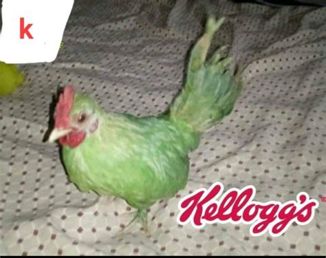 Top Memes De Kelloggs En Español Memedroid