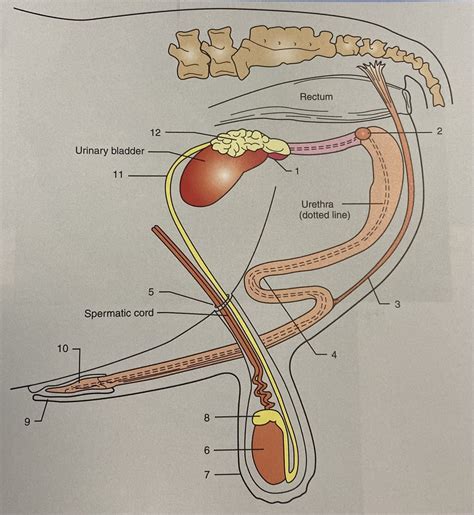 Male Reproductive Tract Diagram Quizlet