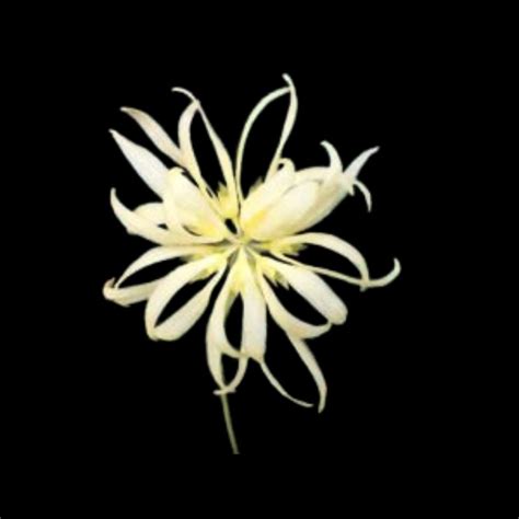 Bulbophyllum Species And Hybrids La Foresta Orchids