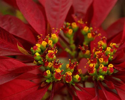 How To Propagate Poinsettias Quick Tips For More Plants Gardeningetc