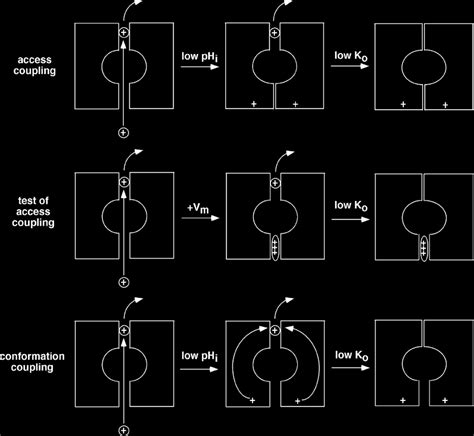 Schematic Representation Of Two Possible Mechanisms Of Coupling Between Download Scientific