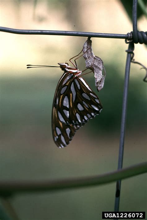 Gulf Fritillary Butterfly Agraulis Vanillae 걸프큰표범나비네발나비과