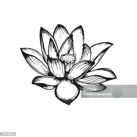 연꽃 스케치 윤곽선 그림입니다 라인 아트 꽃 식물학 그림 조각 스타일 손으로 그린 벡터 클립아트 연꽃과에 대한 스톡 벡터 아트 및 기타 이미지 Istock