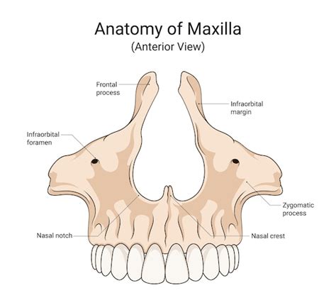 Maxilla Anatomy Diagram