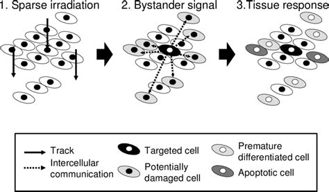 A General Scheme Of Radiation Induced Bystander Effect In Tissue Systems Download Scientific