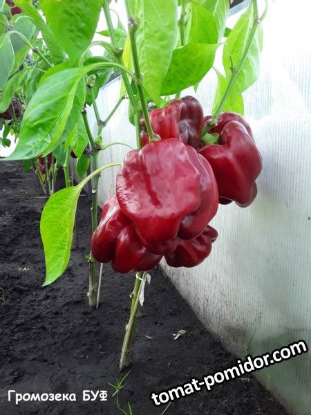 Громозека БУФ. ..jpg - Альбомы - tomat-pomidor.com