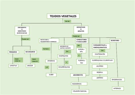 Mapa Conceptual De Los Tejidos Vegetales Pdf Células Organismos