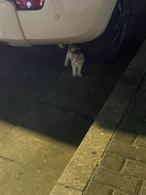 捡了只流浪猫如何处理 NGA玩家社区