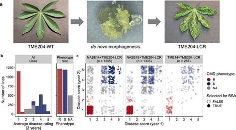 Cmd2 Type Cassava Varieties Lose Resistance Upon De Novo Download