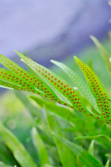 Maile Scented Fern Or Musk Fern Or Wart Fern Pteris Vittata Or Pteris