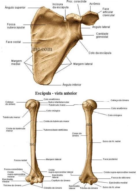 Acidentes Osseos Anatomia Humana I Anatomia Humana An Vrogue Co