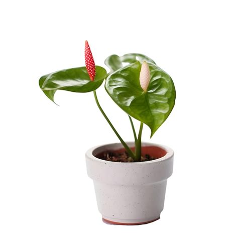 Premium Ai Image Beautiful Anthurium Flower In Pot Isolated On White