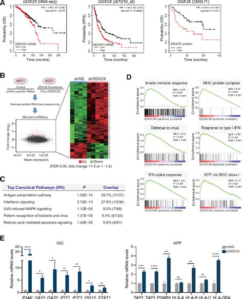 Figure 1 From Targeting Ddx3x Triggers Antitumor Immunity Via A Dsrna