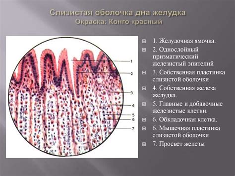Пищеварительная система средний отдел Online Presentation