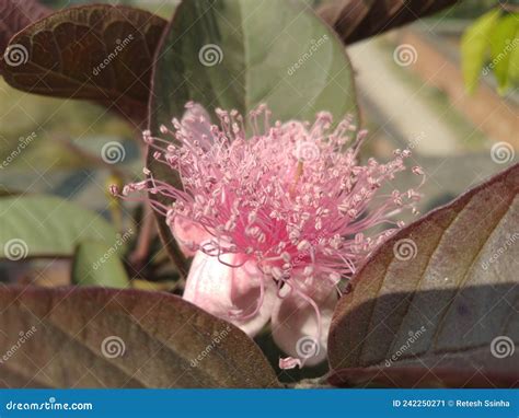 Flor De Guayaba En La Planta Imagen De Archivo Imagen De Pétalo