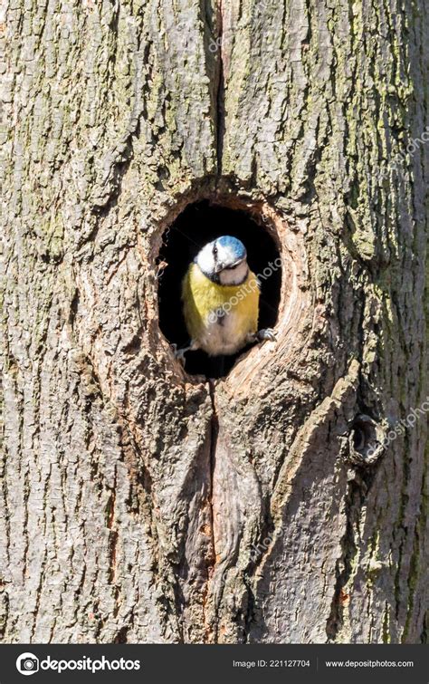 Tree Hole Telegraph