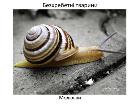 Тип Губки презентация онлайн