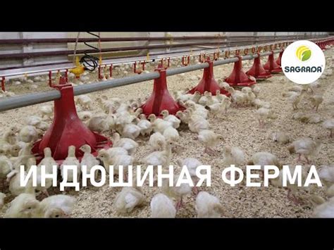 Ферма индейка: Мясо индейки с фермерского хозяйства "Борская индейка"