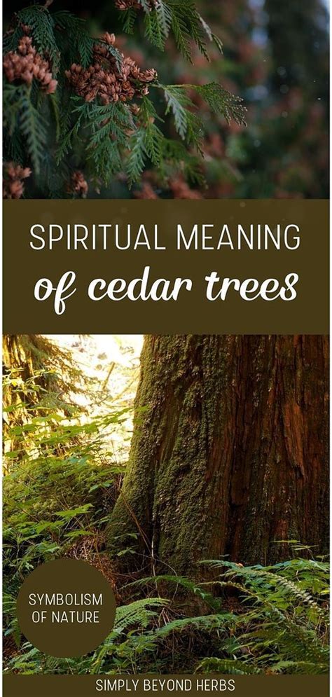 Best 12 Cedar Tree Symbolism Symbolism And Meaning Of Nature Artofit