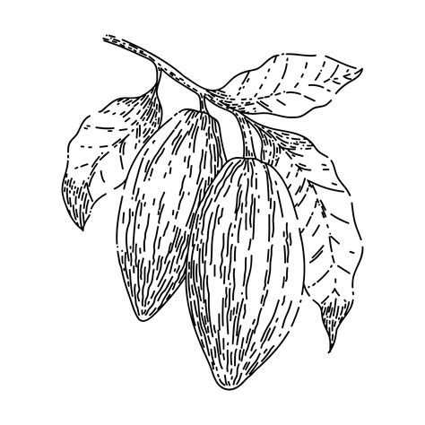 Cocoa Bean Sketch Hand Drawn Vector 17541917 Vector Art At Vecteezy
