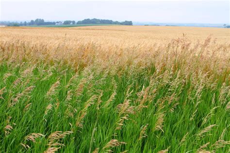 Закупаем дорого пшеницу всех классов Черниговская обл Пшеница — Agrotorg