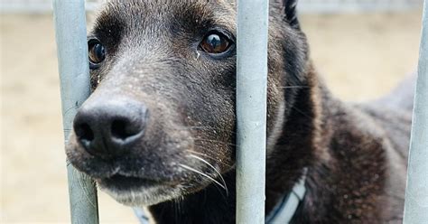 Pani Tego Pieska Trafiła Do Hospicjum A On Do Schroniska Od Roku