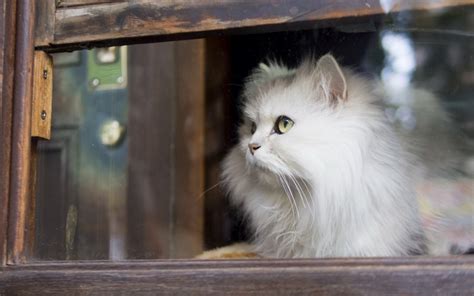 Cat Animals Whiskers Persian Kitten Fauna Mammal Vertebrate Cat