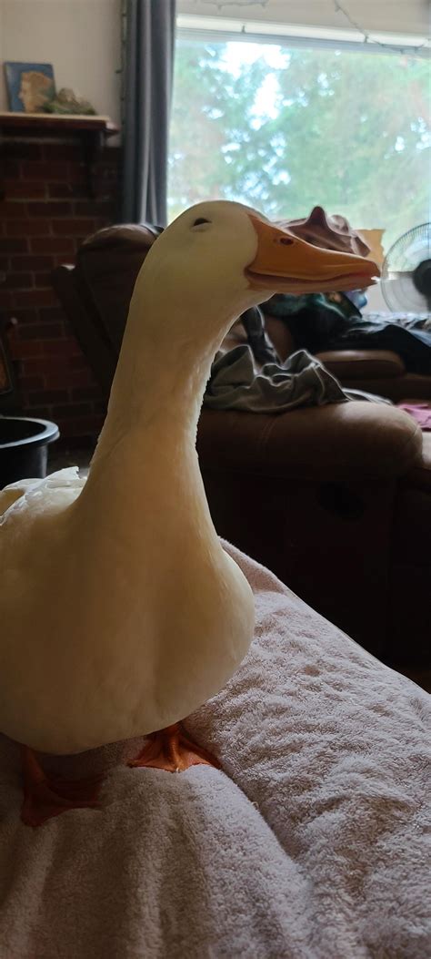 Ms Peep Wants You To Know You Are Enough Rduck