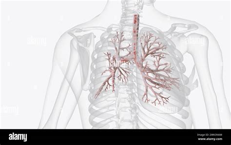 The Tracheobronchial Tree Is Composed Of Tubular Structures Of Varying