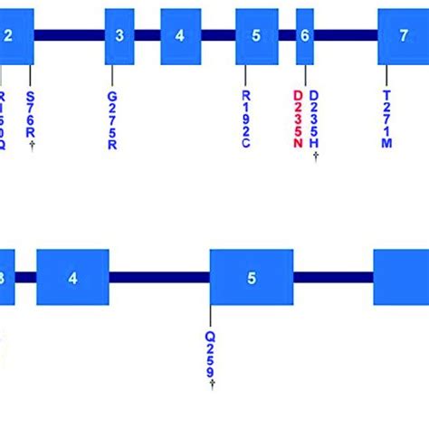 Locations Of Gene Mutations Of Mps Iiia And Iiib Ab Locations Of