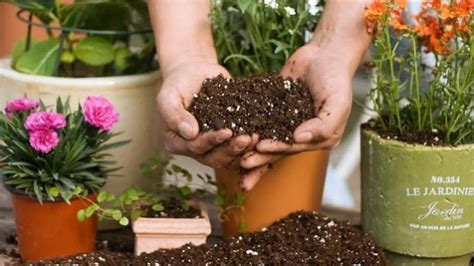 Perlita En La Jardinería Usos Ventajas Y Cómo Utilizarla Correctamente