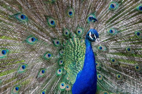 Peackock Tail Stock Image Image Of Color Elegance Colorful 31969975