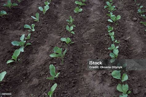 양배추 콩나물의 많은 줄 양배추 줄이 있는 채소밭 농장 밭 생태 농업 건강한 식생활 개체 그룹에 대한 스톡 사진 및 기타 이미지 개체 그룹 건강한 식생활 과일