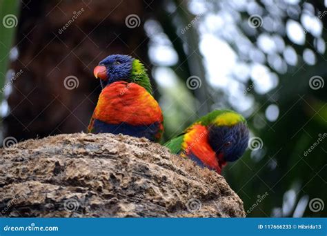 Two Rainbow Lorikeet Trichoglossus Haematodus Parrots Stock Image