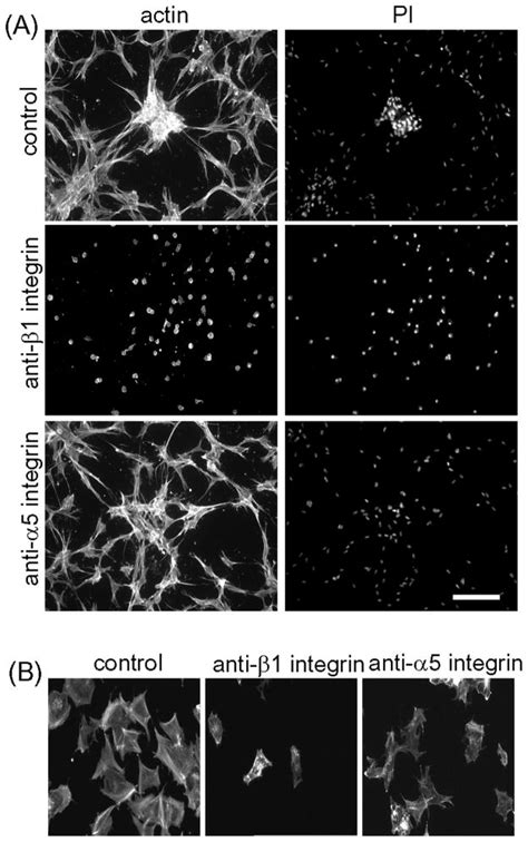 Fibroblast Cluster Formation On 3d Collagen Matrices Requires Cell Contraction Dependent