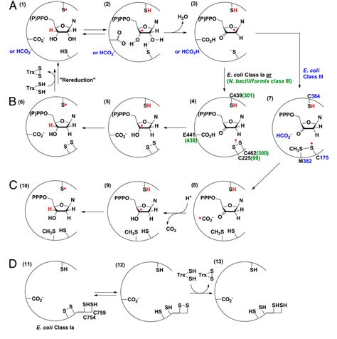 Figure 1 From The Class Iii Ribonucleotide Reductase From Neisseria